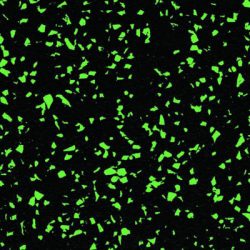 Color Finder - Dinoflex